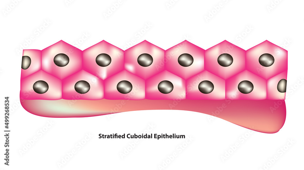 Stratified Cuboidal Epithelium Tissue (cuboidally shaped cells arranged ...