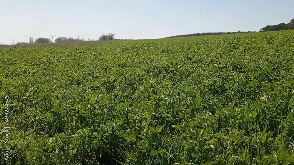 Paisajes de campo de cultivo de trigo en primavera. Stock ビデオ | Adobe Stock