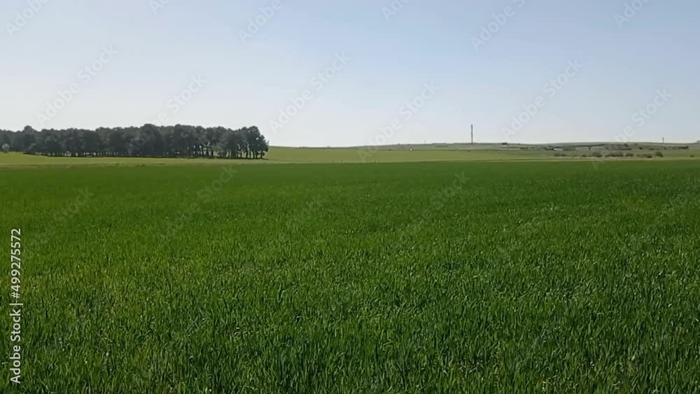 Paisajes de campo de cultivo de trigo en primavera. Stock ビデオ | Adobe Stock