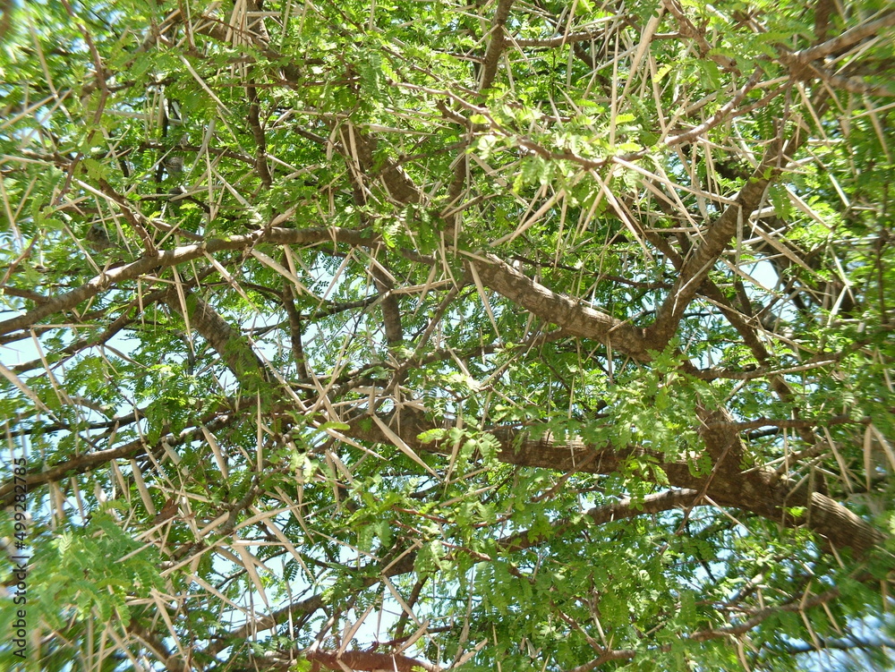Acacia tree of Judean desert in Israel Stock Photo | Adobe Stock