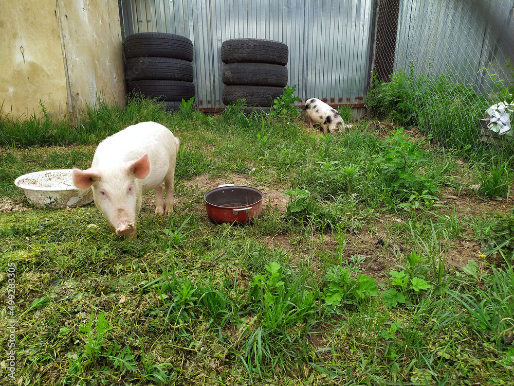 A pig on the green grass near the bowls. Pigs on the farm. Happy pigs ...