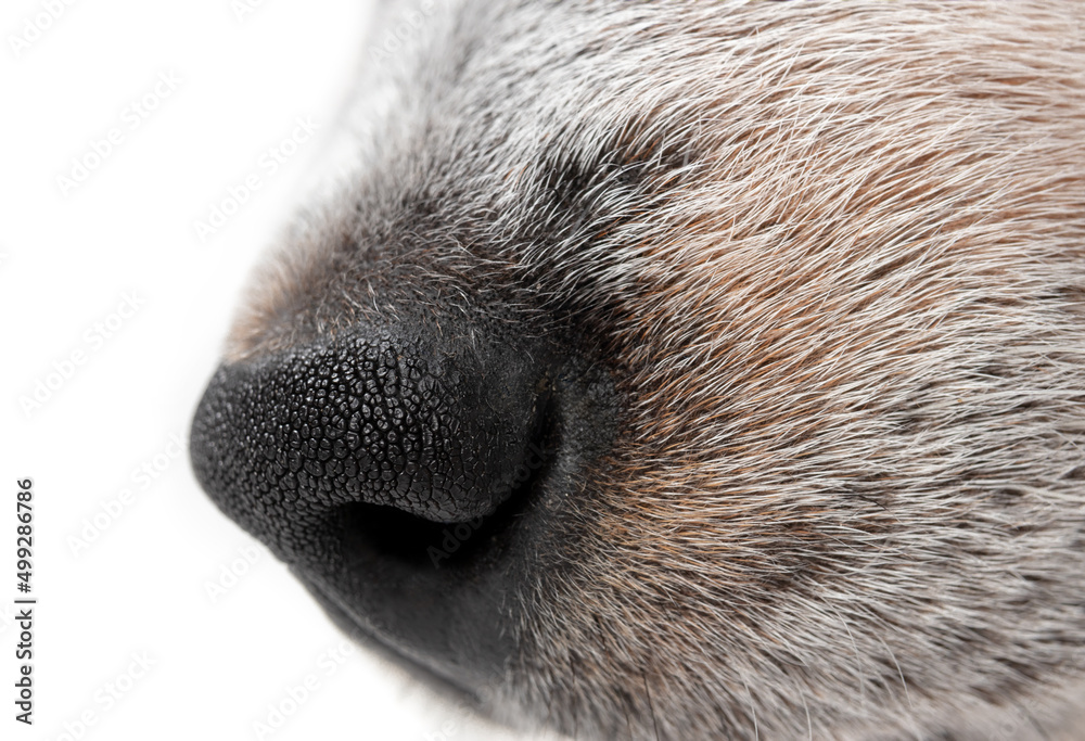 Dog nose side profile, close up. Side profile of black and white dog ...