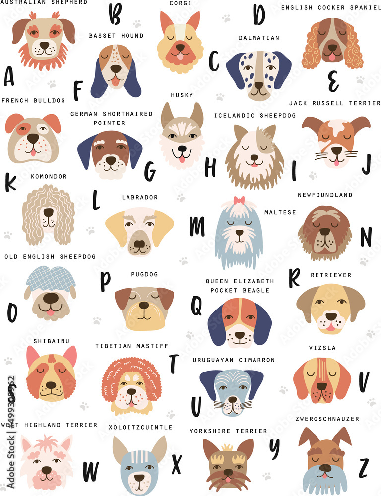 A-Z alphabet dog breed poster. Vector illustration. Stock Vector ...