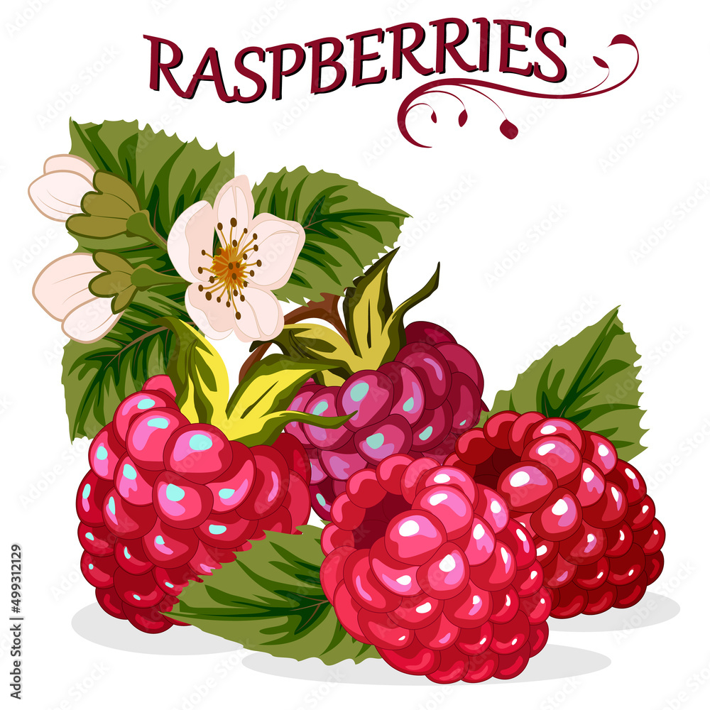 Ripe raspberries in the illustration.Colored vector illustration with ...