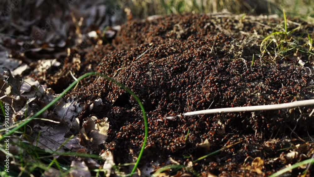 Ants build their anthill in the spring. The work and life of ants after ...