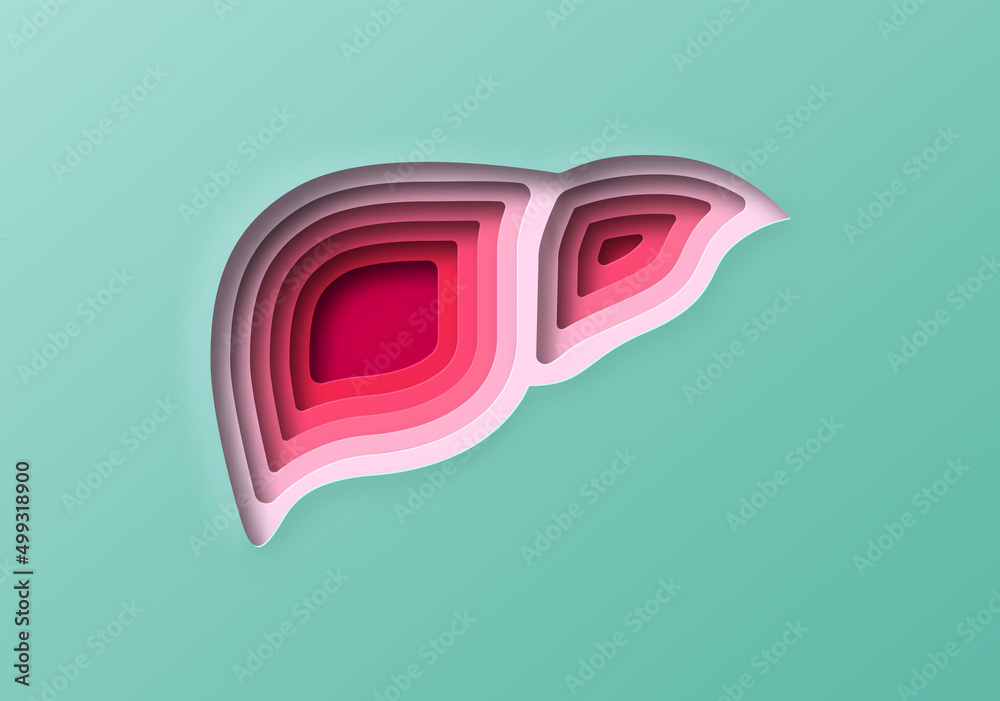 Realistic 3D paper cut human liver illustration. Layered colorful ...