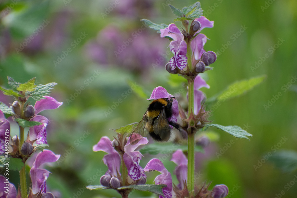 Foto de Abeille et bourdon qui butine une fleur do Stock | Adobe Stock