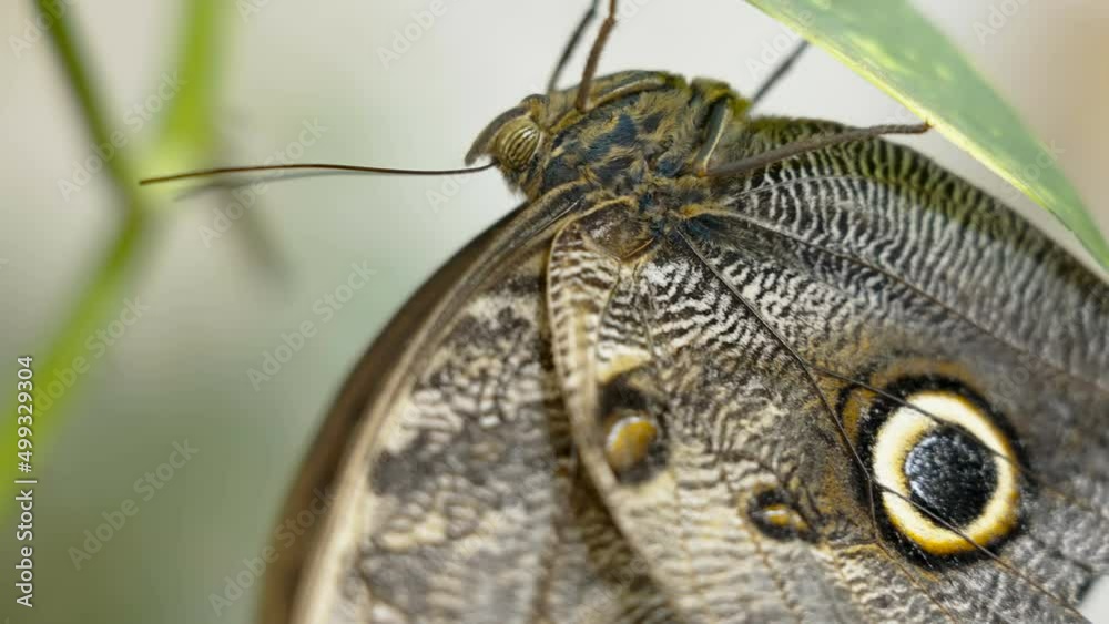 A closer look of the butterfly with the brown wings in Dubai UAE inside ...
