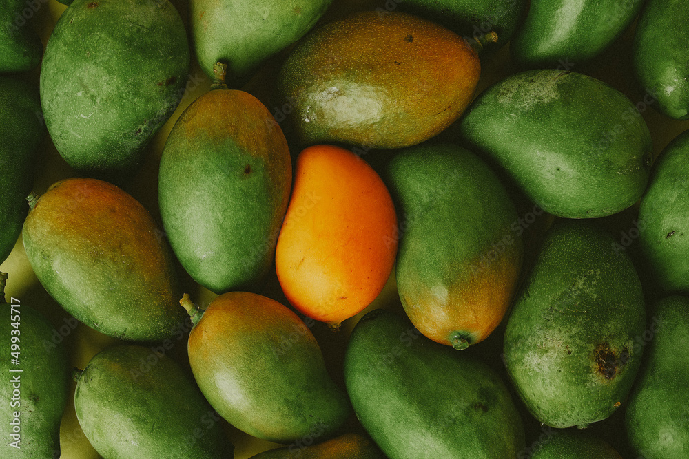 Mango creole fruit from oaxaca mexico. Green and ripe mangoes. Yellow ...