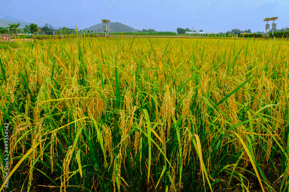 Rice Sprout in Rice field.Rice seedlings green background. agriculture ...
