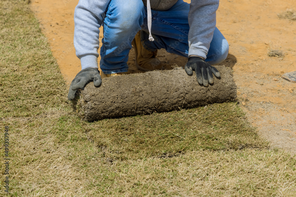 Unrolling laying rolls of turf natural rolled lawn with material for ...