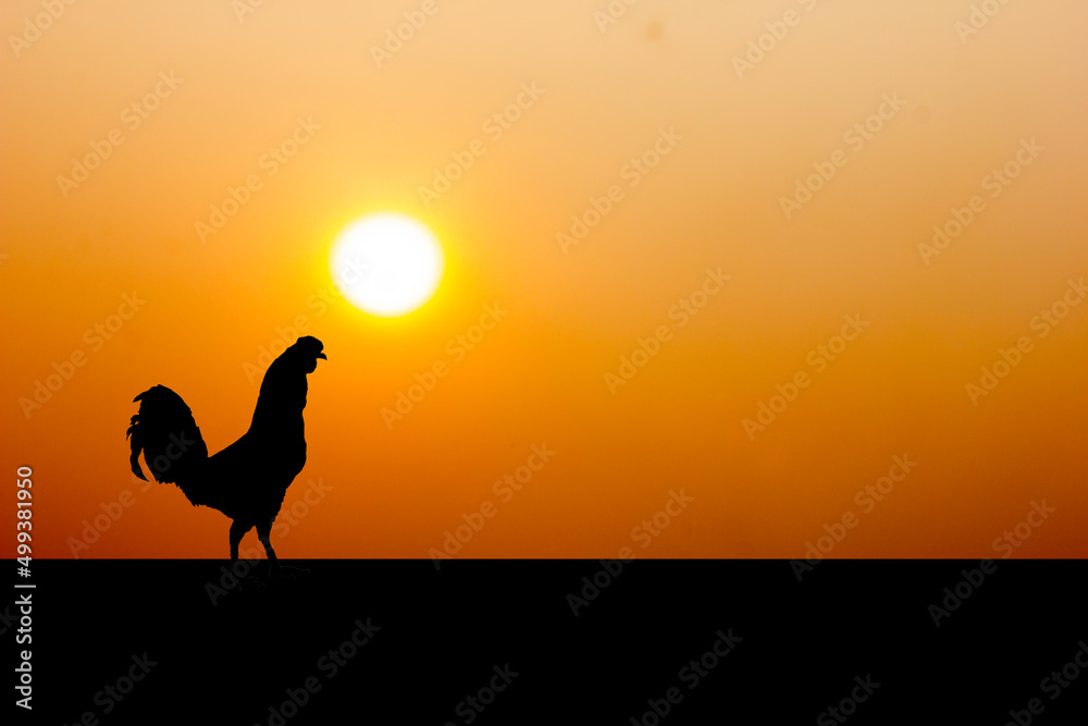 rooster standing silhouette with the sun rises of The landscape ...