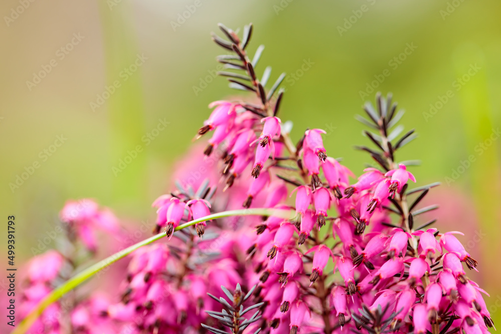 Blooming erica carnea on the field. Pink erica carnea flowers on a ...
