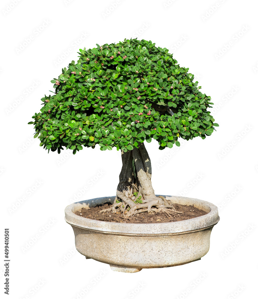 Banyan Tree or Ficus annulata bonsai isolated on white background with ...