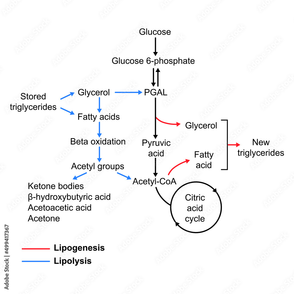 Scientific Designing of Fatty Acids Metabolis Based Pathways. Lipolysis ...