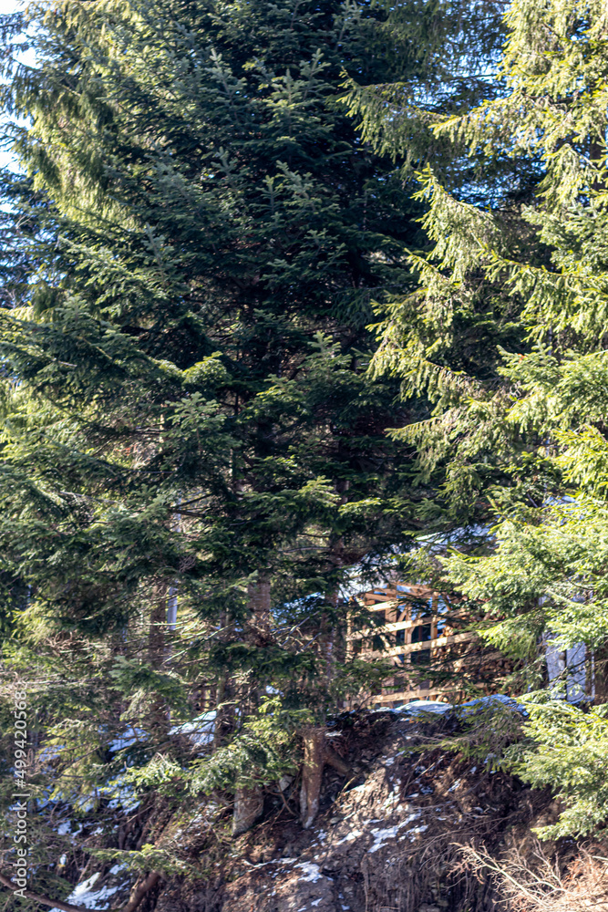 Nature of Western Ukraine. Mountains, rivers and forests. Shelter for ...