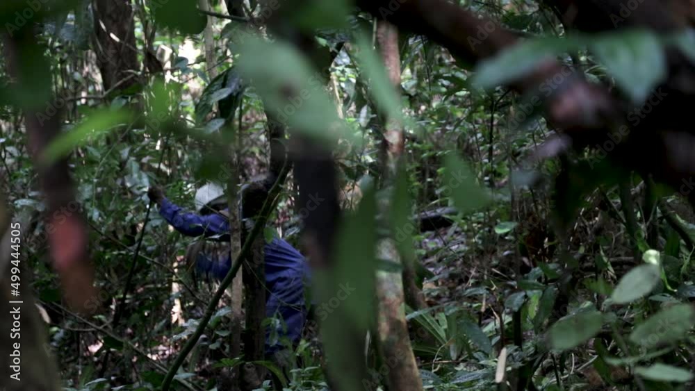 African jungle. Men chopping tree with a machete in the tropical jungle ...