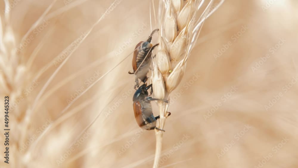 cereal crops field field. Agriculture. Harmful beetles spoil the wheat ...
