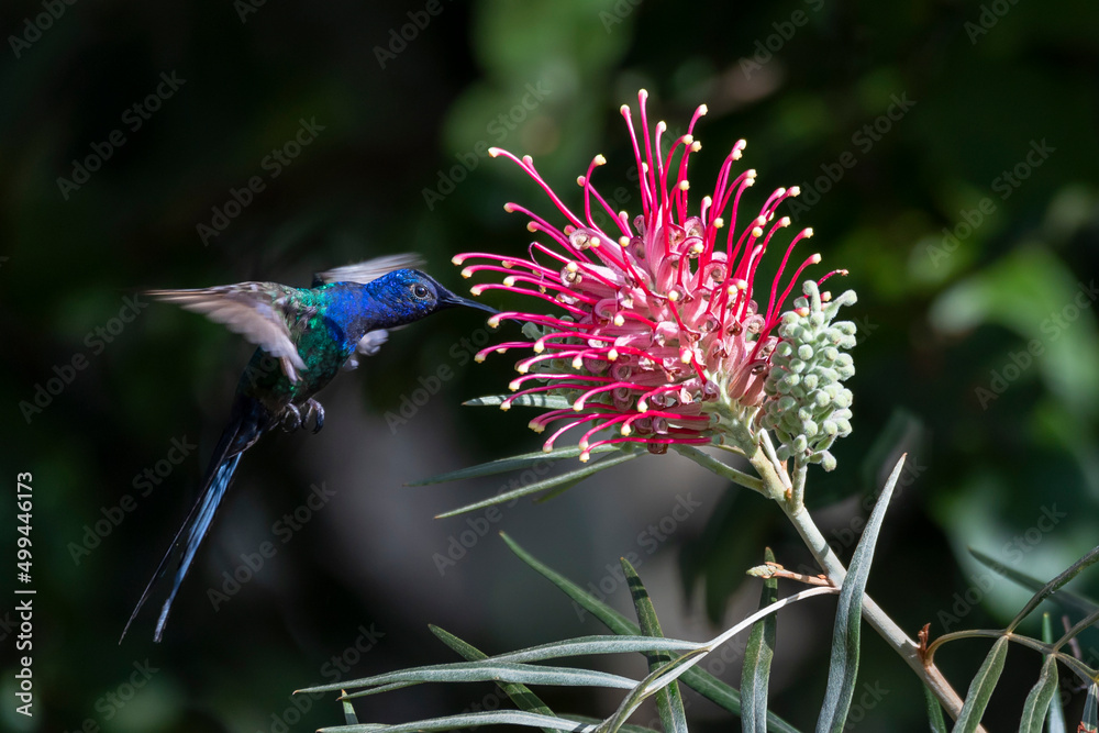 Zdjęcie Stock: The swallow-tailed hummingbird feeding into the vibrant ...