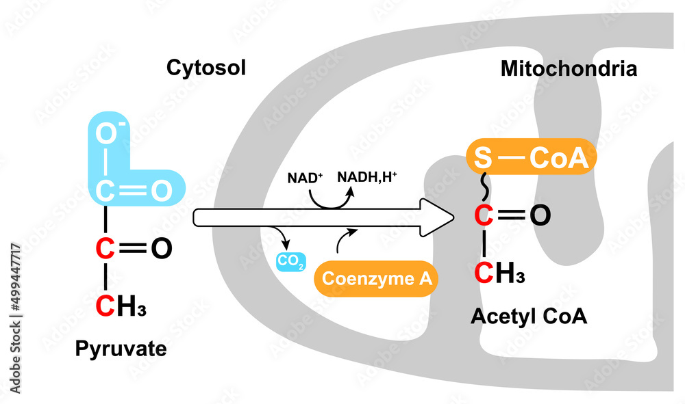 Pyruvate To Acetyl Coa