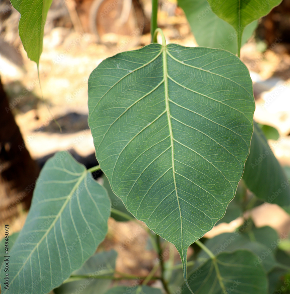 Sacred fig Tree leaf (Ficus religiosa)plant leaf. with blur background ...