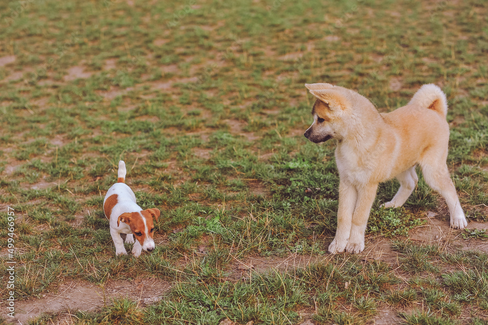 Akita Inu and Jack Russell Terrier puppies are playing outdoor. Two ...