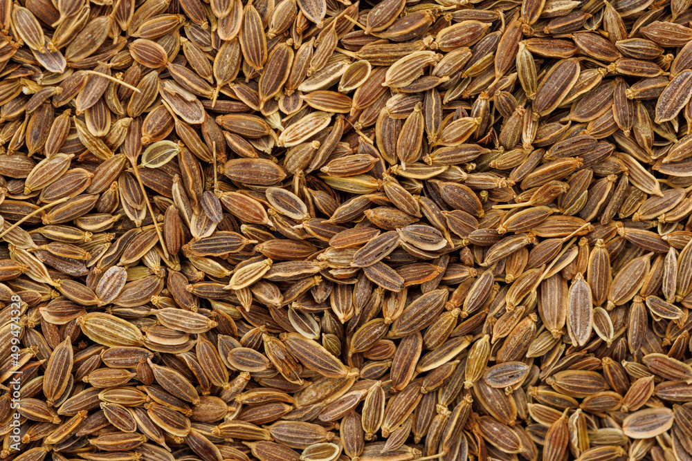 Dry Rolls Dill - Anethum graveolens - seeds on flat surface, flat macro ...