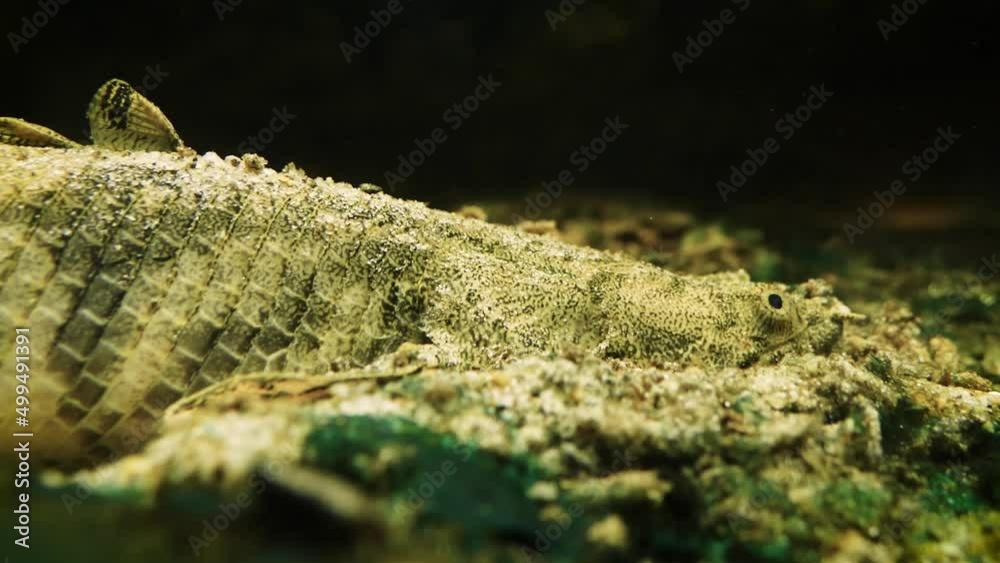 Saddled bichir (Polypterus endlicheri) camouflaging while a Senegal ...