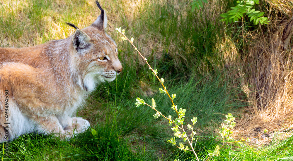 Animal wildlife portrait of a eurasian lynx lynx outdoors in the ...