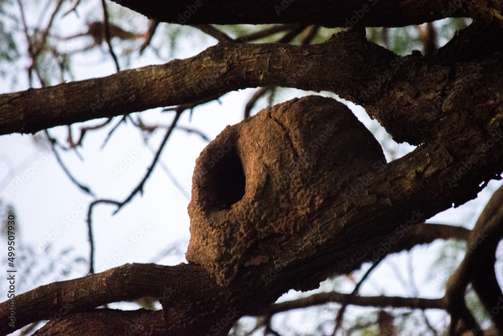 Nido de un hornero en las ramas del árbol Stock Photo | Adobe Stock