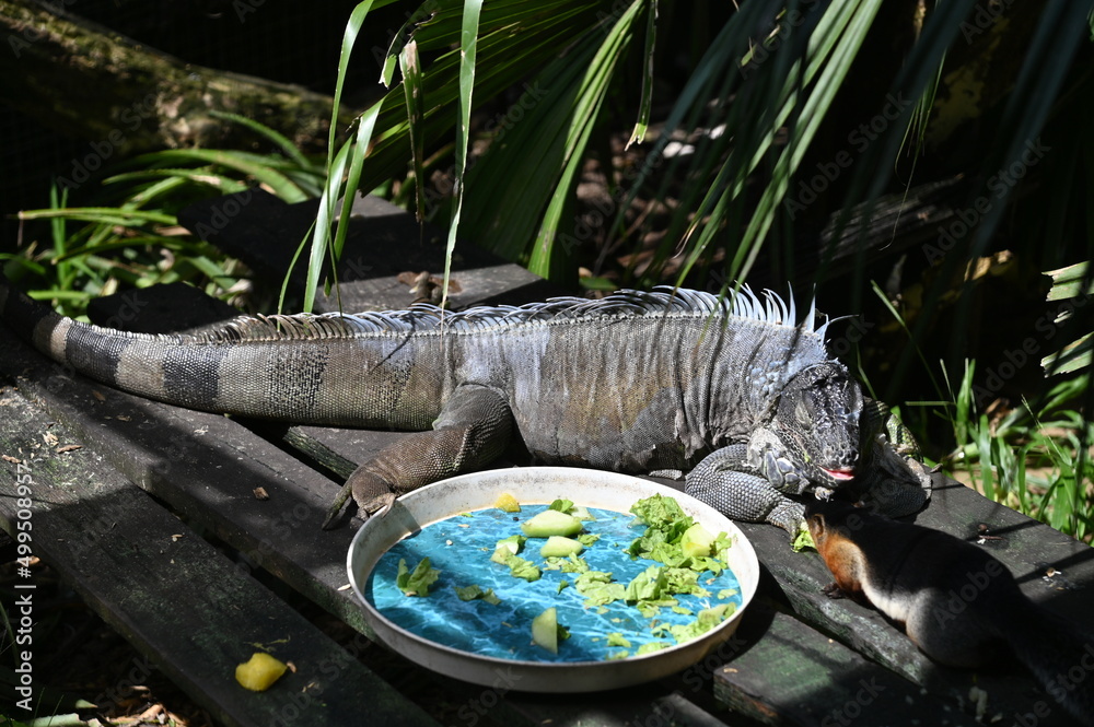 Photos of animals - sheep, deer, rabbits, birds, tortoises, turkeys ...