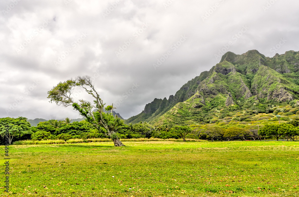 Exotic Monkey Pod, Banyan and Palm trees around Oahu Stock Photo ...
