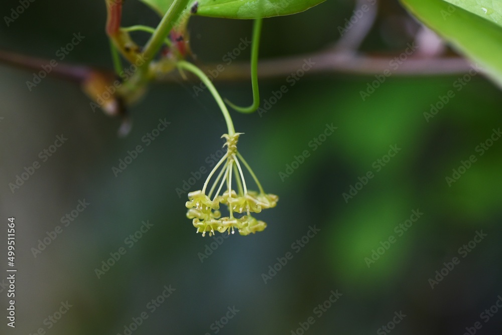 Smilax china (China root) flowers. Smilacaceae perennial vine shrub ...