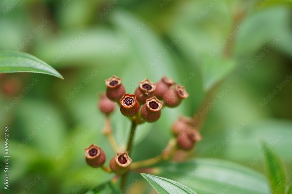 Tibouchina semidecandra, the princess flower, glory bush, is an ...