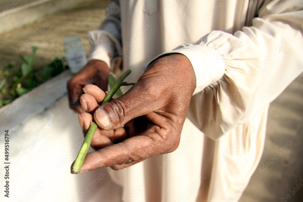 Grafting Fruit Trees A Step By Step Picture Tutorial