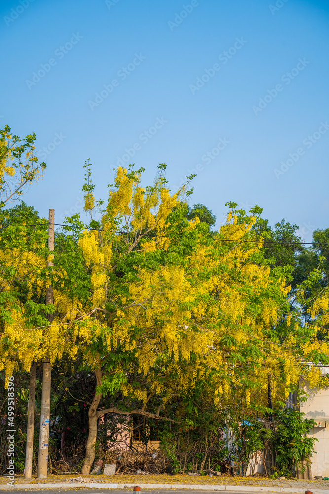 Beautiful of cassia tree, golden shower tree. Yellow Cassia fistula flowers on a tree in spring ...