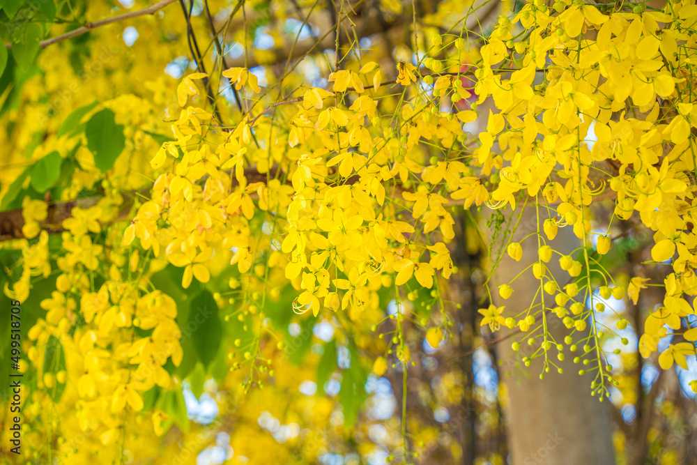 Beautiful of cassia tree, golden shower tree. Yellow Cassia fistula flowers on a tree in spring ...