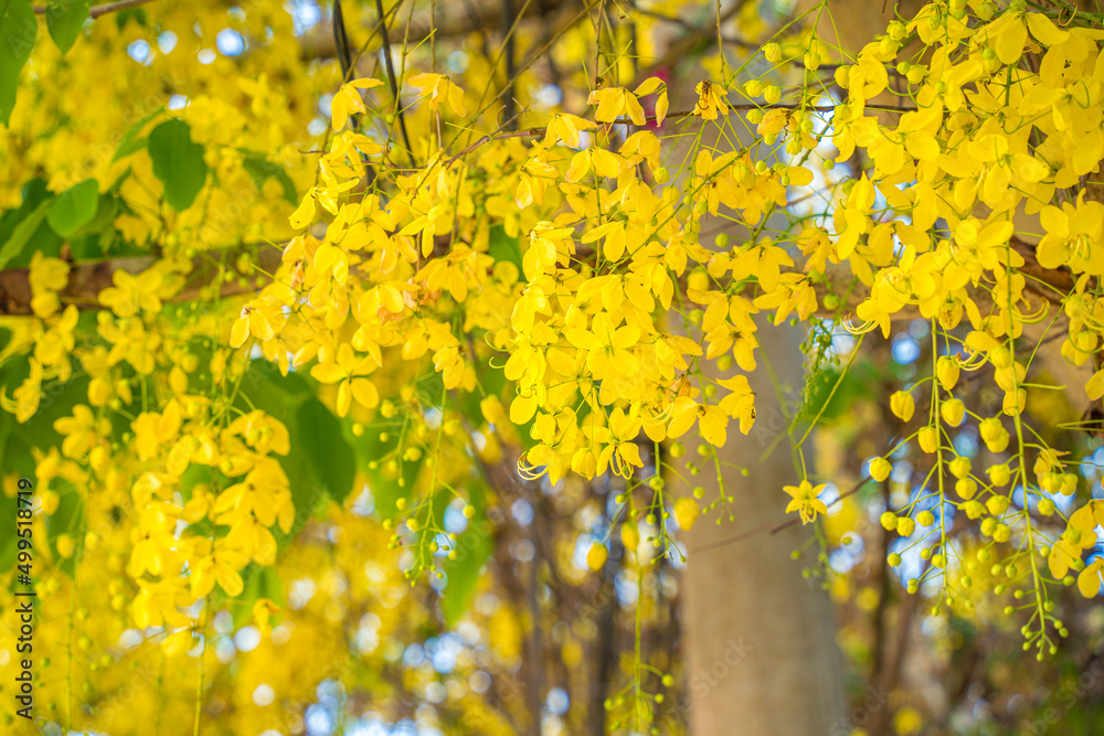Beautiful of cassia tree, golden shower tree. Yellow Cassia fistula flowers on a tree in spring ...