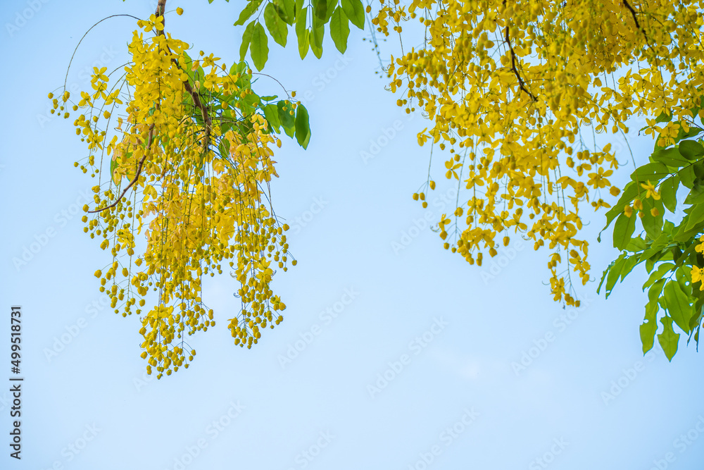 Beautiful of cassia tree, golden shower tree. Yellow Cassia fistula ...