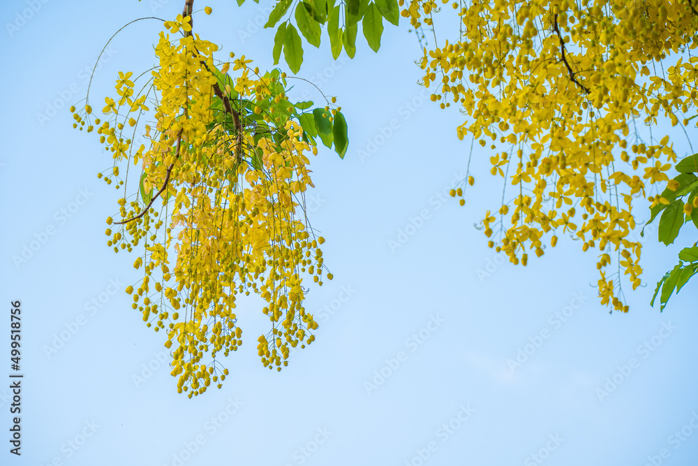 Beautiful of cassia tree, golden shower tree. Yellow Cassia fistula ...