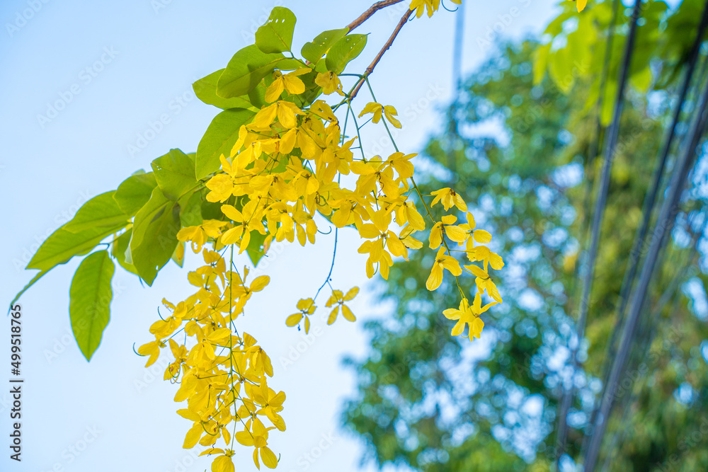 Beautiful of cassia tree, golden shower tree. Yellow Cassia fistula flowers on a tree in spring ...