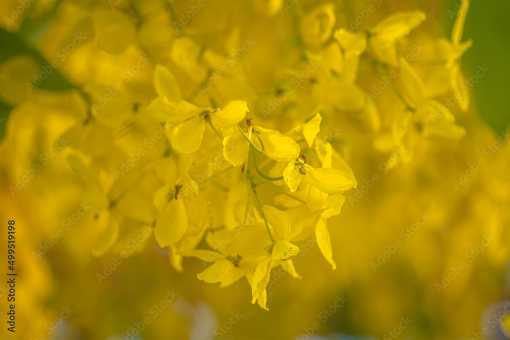 Beautiful of cassia tree, golden shower tree. Yellow Cassia fistula ...