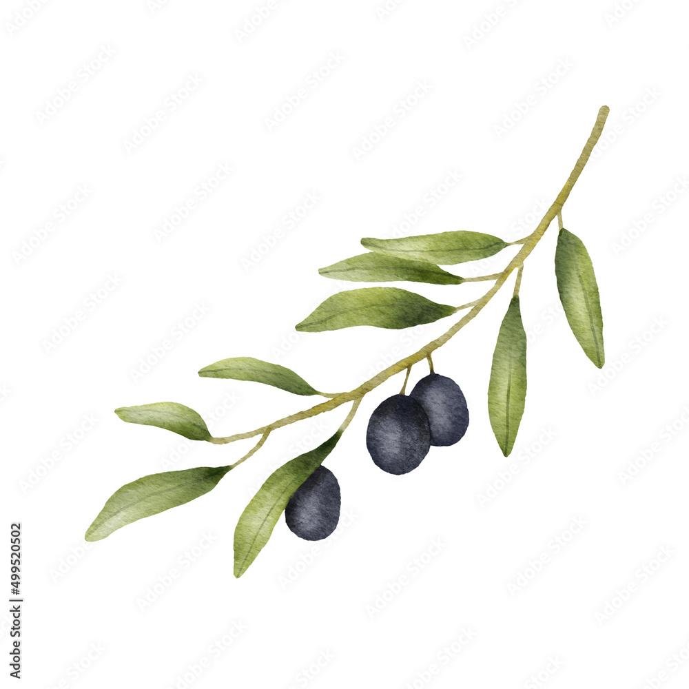 Olive branch watercolor drawing. Hand drawn illustration with olive ...