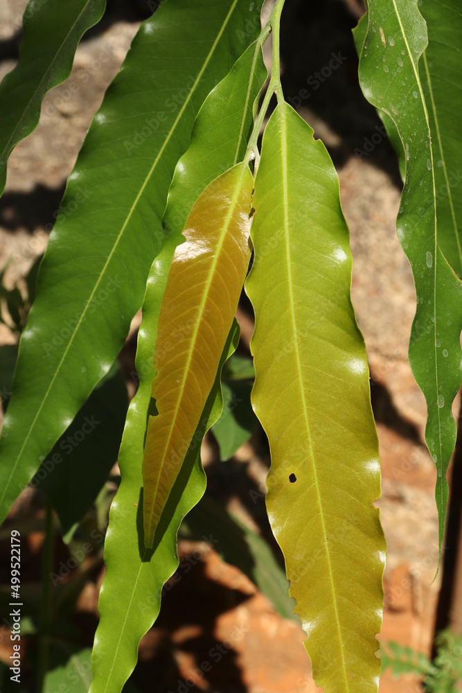 Polyalthia longifolia var . with white backgroundpendula - leaves ...