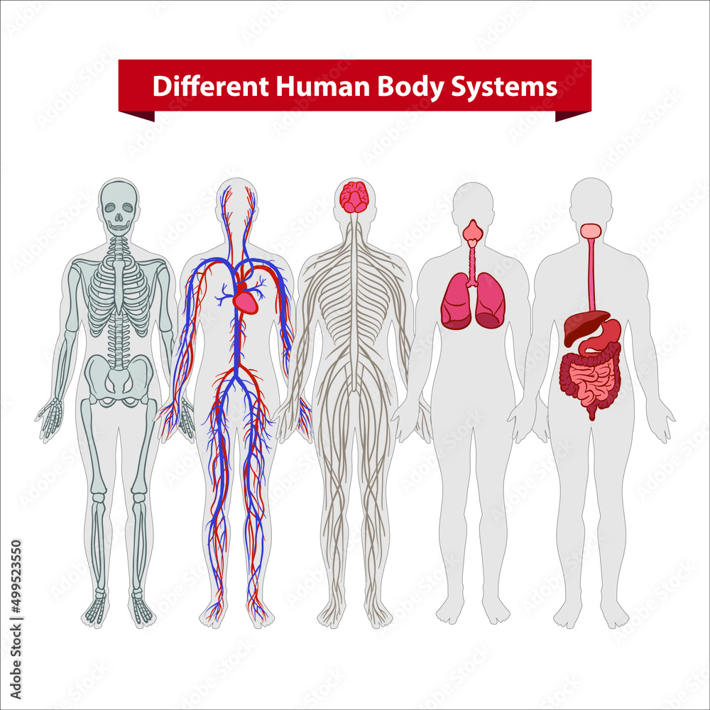 different body parts of human body anatomy Stock Vector | Adobe Stock