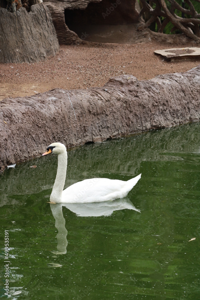 cisne Stock Photo | Adobe Stock