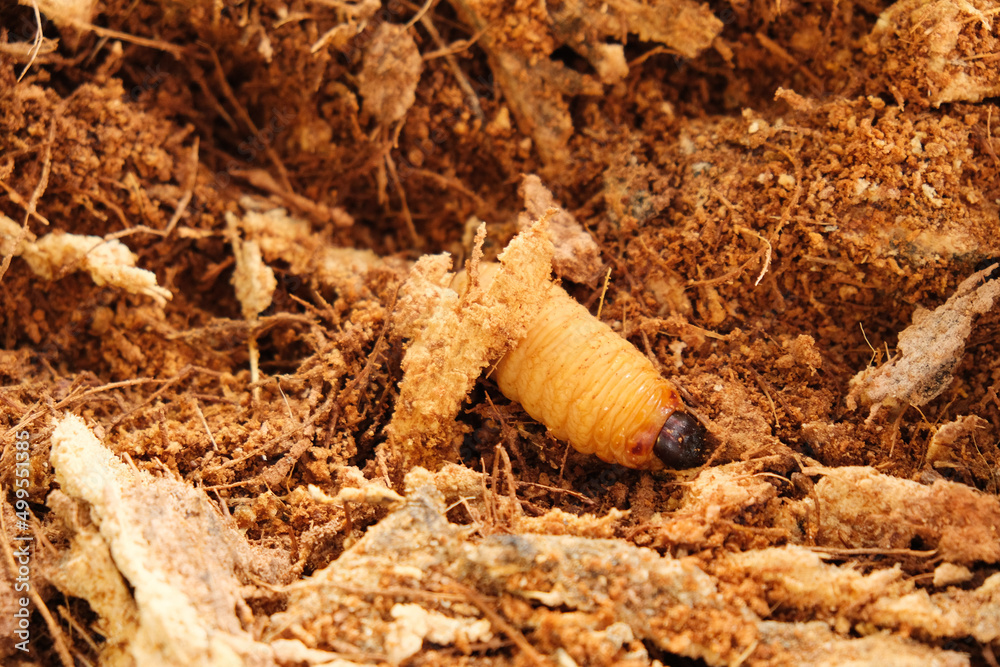 Known as Butod locally, Sago Grub or Sago Worm is a delicacy, as well ...