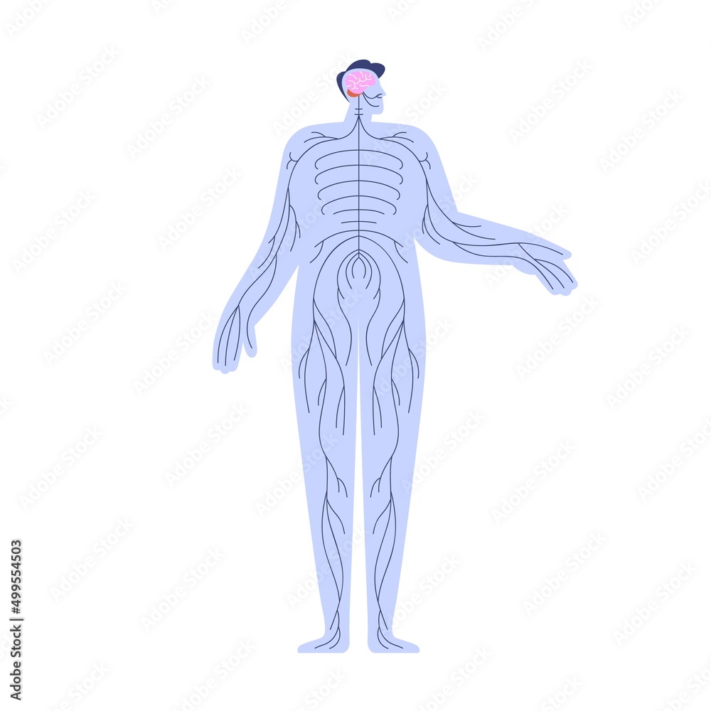 Human nervous system with brain, cerebellum, spinal cord and nerves ...