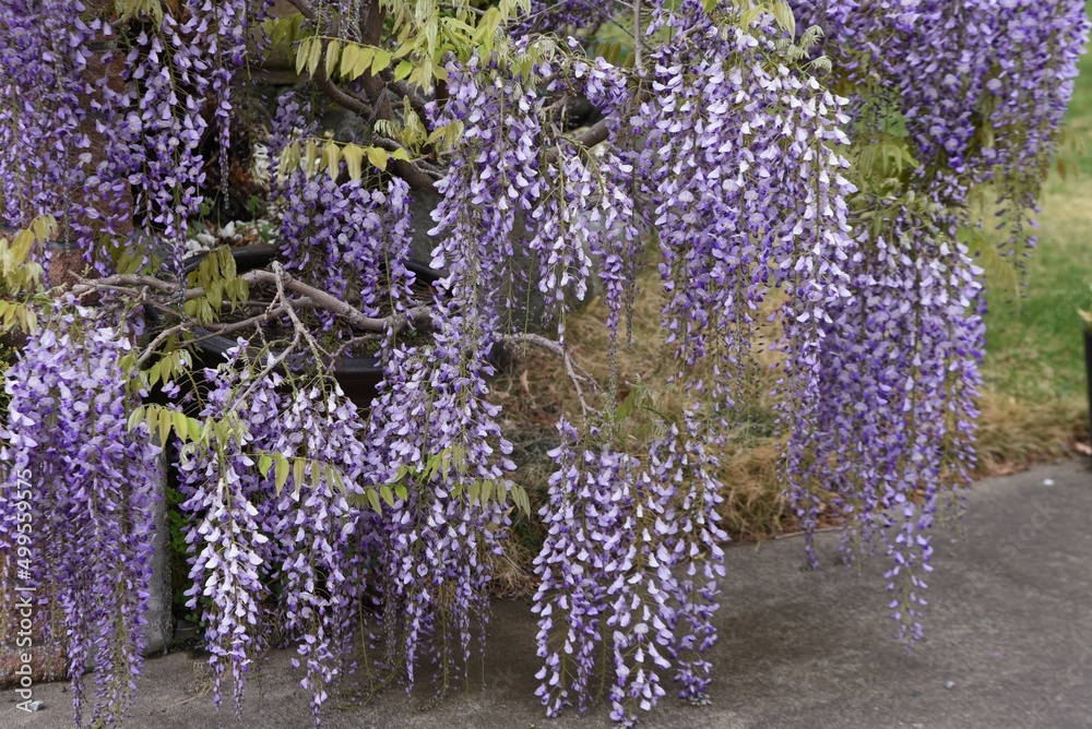 Japanese wisteria. Fabaceae deciduous vine tree. From April to June ...