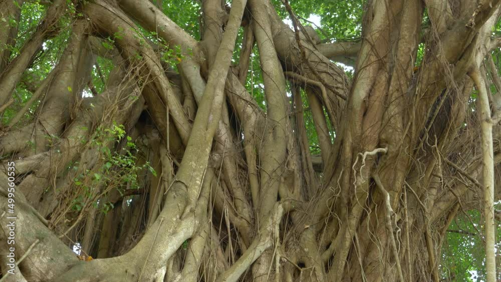 CLOSE UP: Smaller vines climb up a historic banyan tree in the middle ...